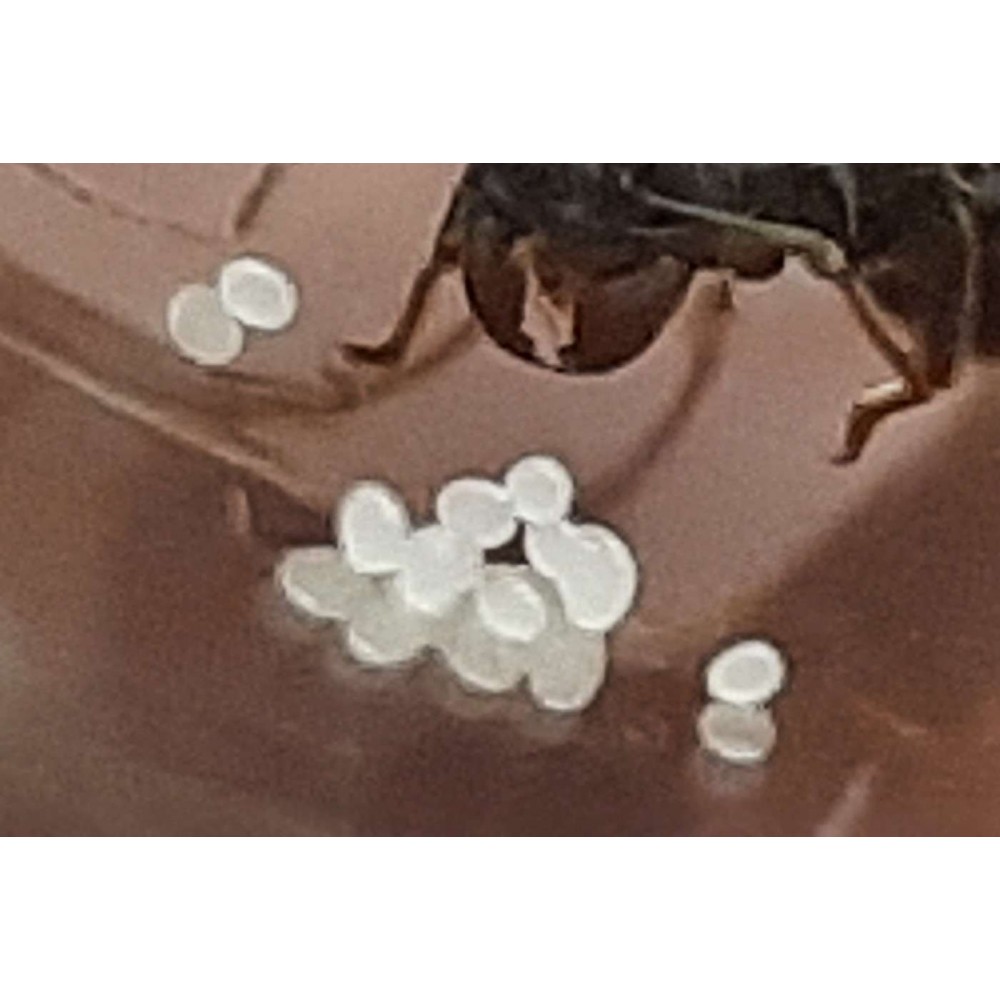 Ants Europe - Messor barbarus Velikost kolonie Královna