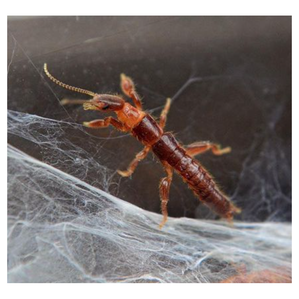 Webspinner (Embia savignyi)