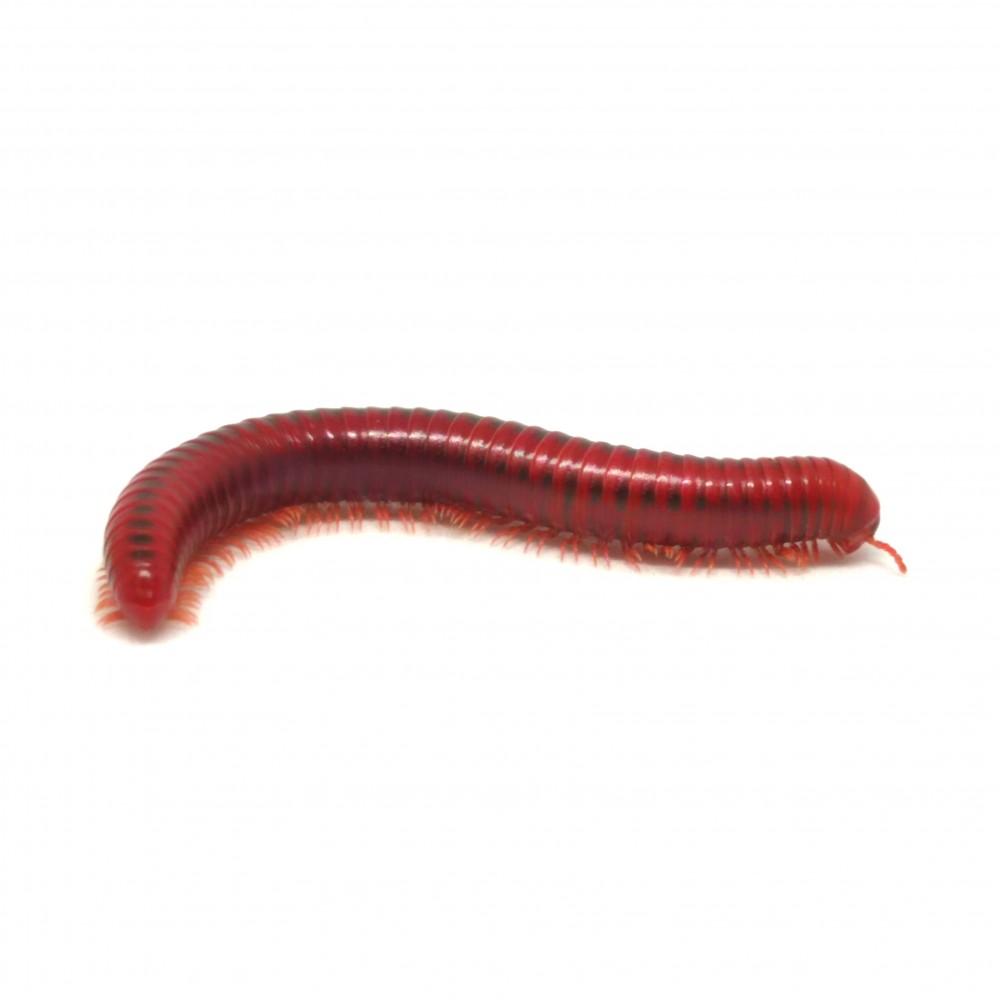 Centrobolus splendidus