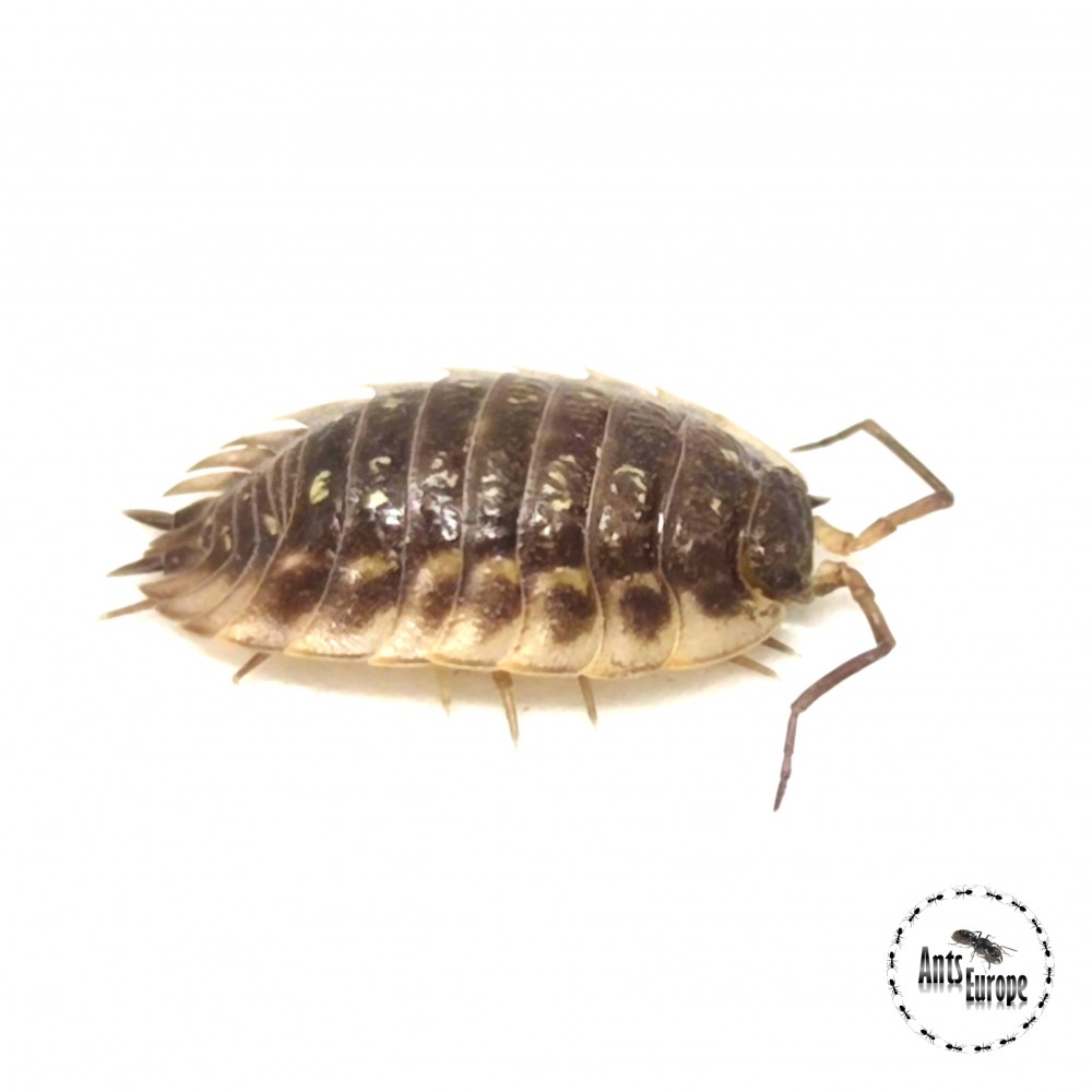 Stínka zední (Oniscus asellus)