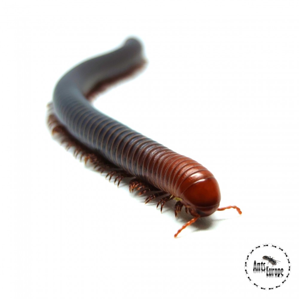 Spirostreptus servatius