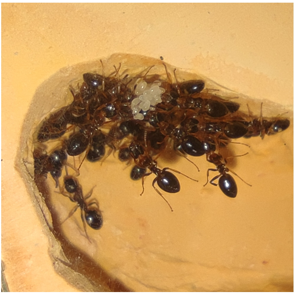 Dolichoderus quadripunctatus