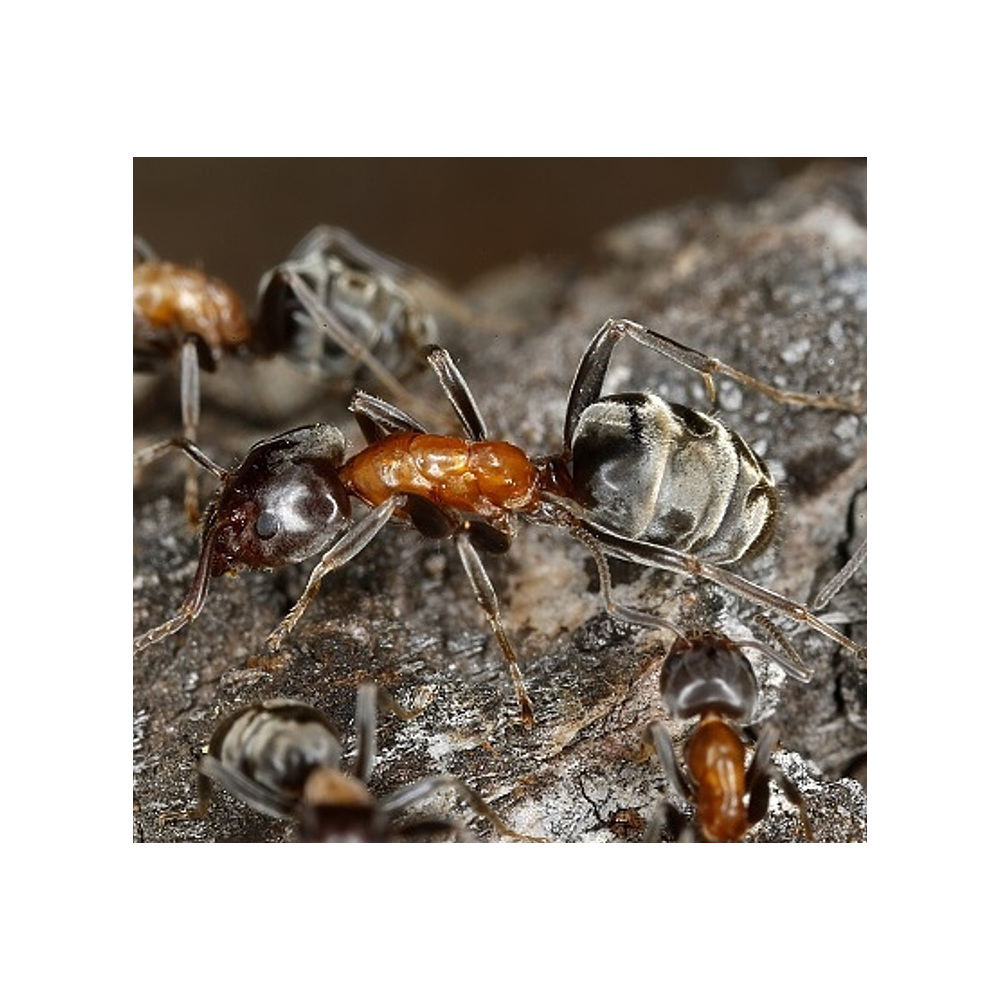 Liometopum microcephalum (mravenec lužní)