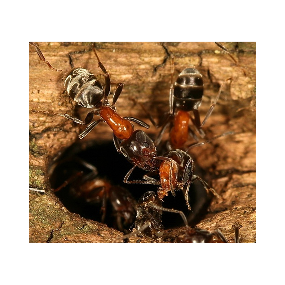 Liometopum microcephalum (mravenec lužní)