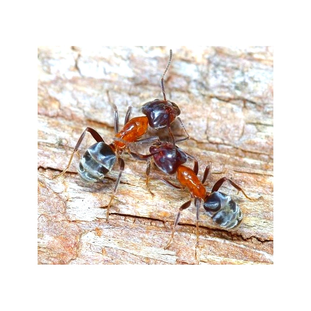 Liometopum microcephalum (mravenec lužní)